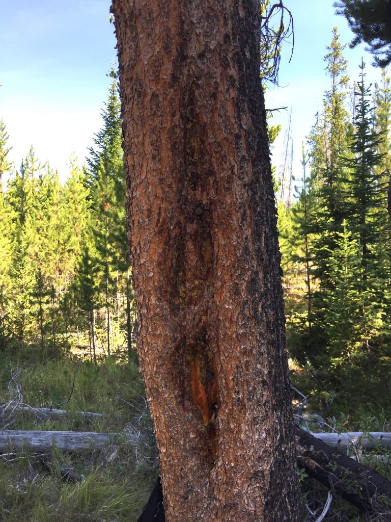 Discovering Old Trails: ITA volunteers survey historic Three Blaze ...